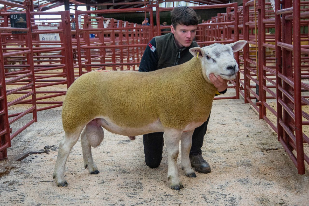 Ram Sale 2020 | Border Livestock Exchange
