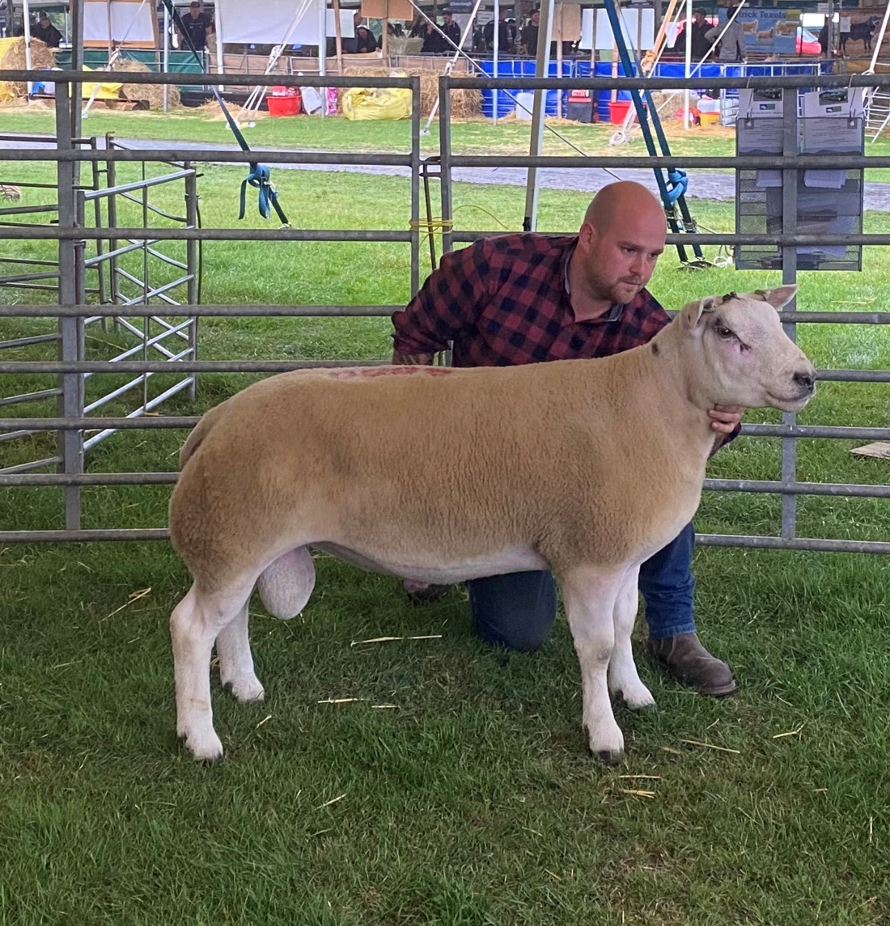 Ram Sales | Border Livestock Exchange